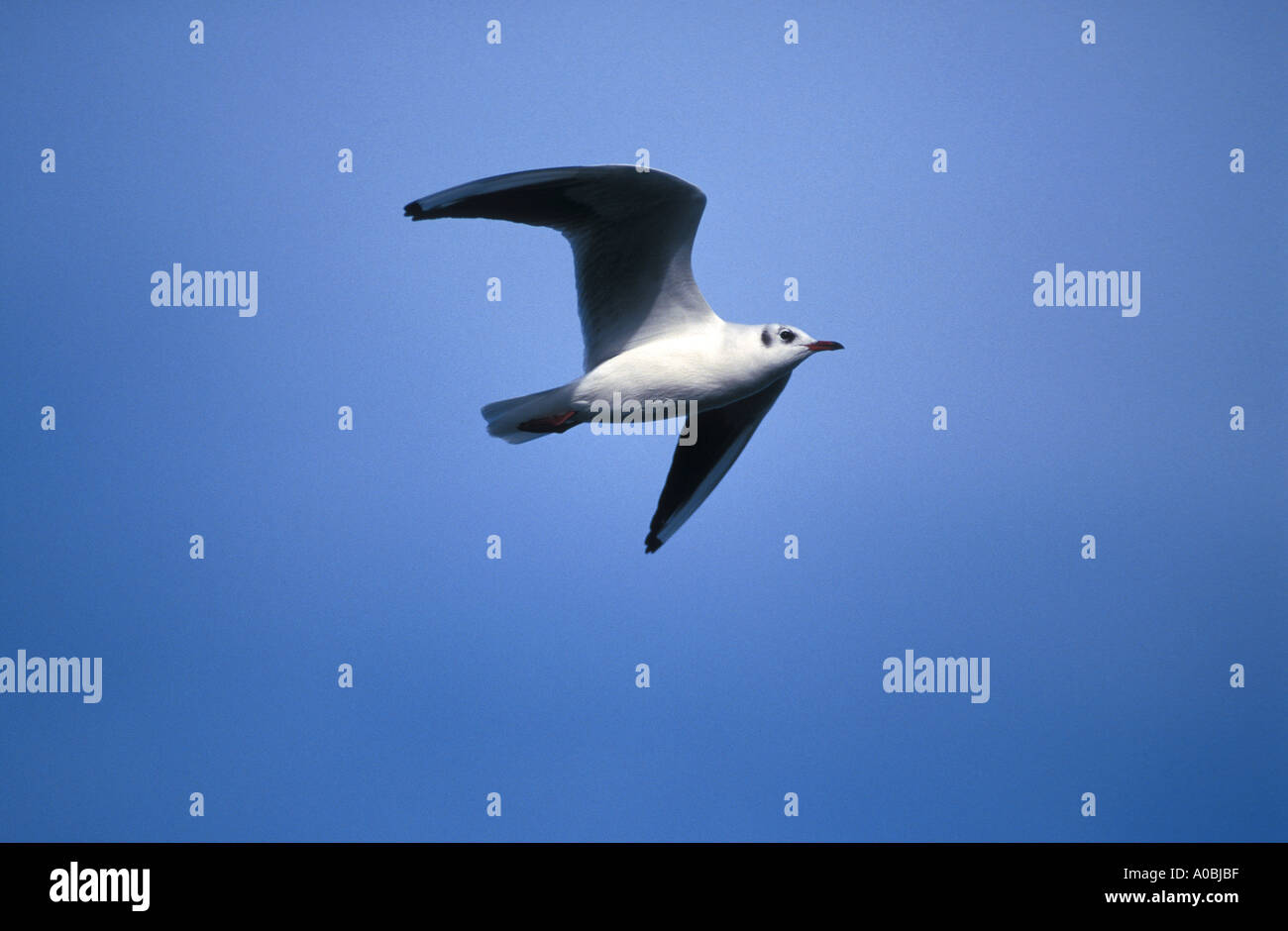 Bird Natural reserve of the mouth of Stella river Marano Lagunare ...