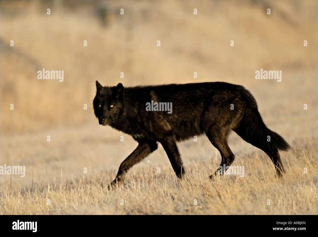 Snarling Black Wolf Side View