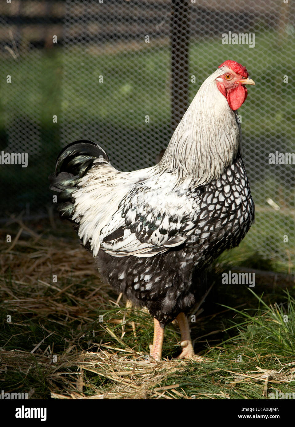 silver laced Wyandotte rooster originating new york state Stock Photo ...