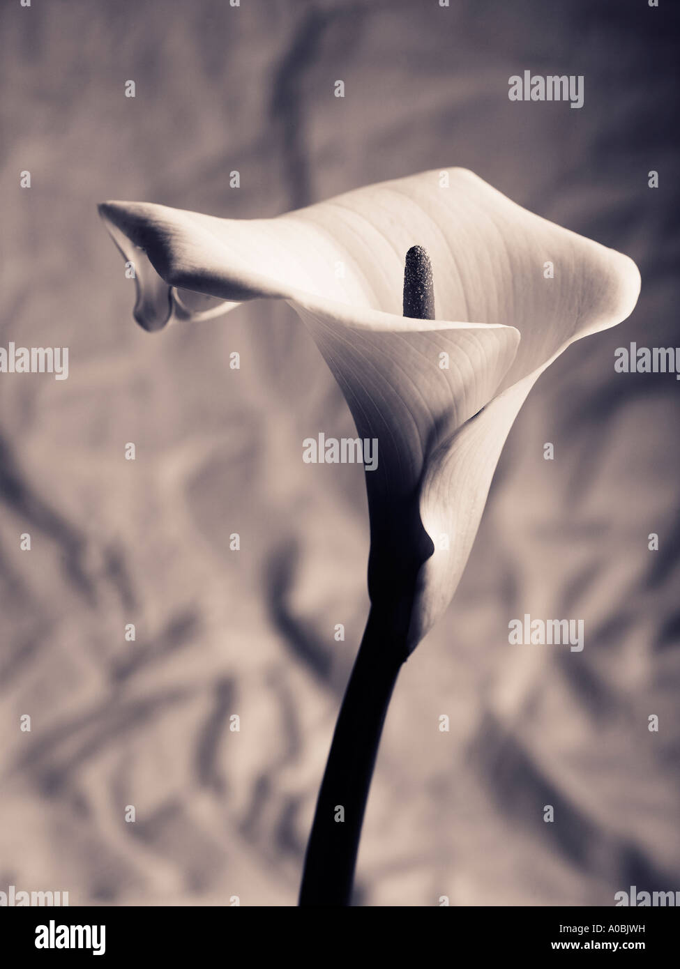 Close up of open lilly head hi-res stock photography and images - Alamy
