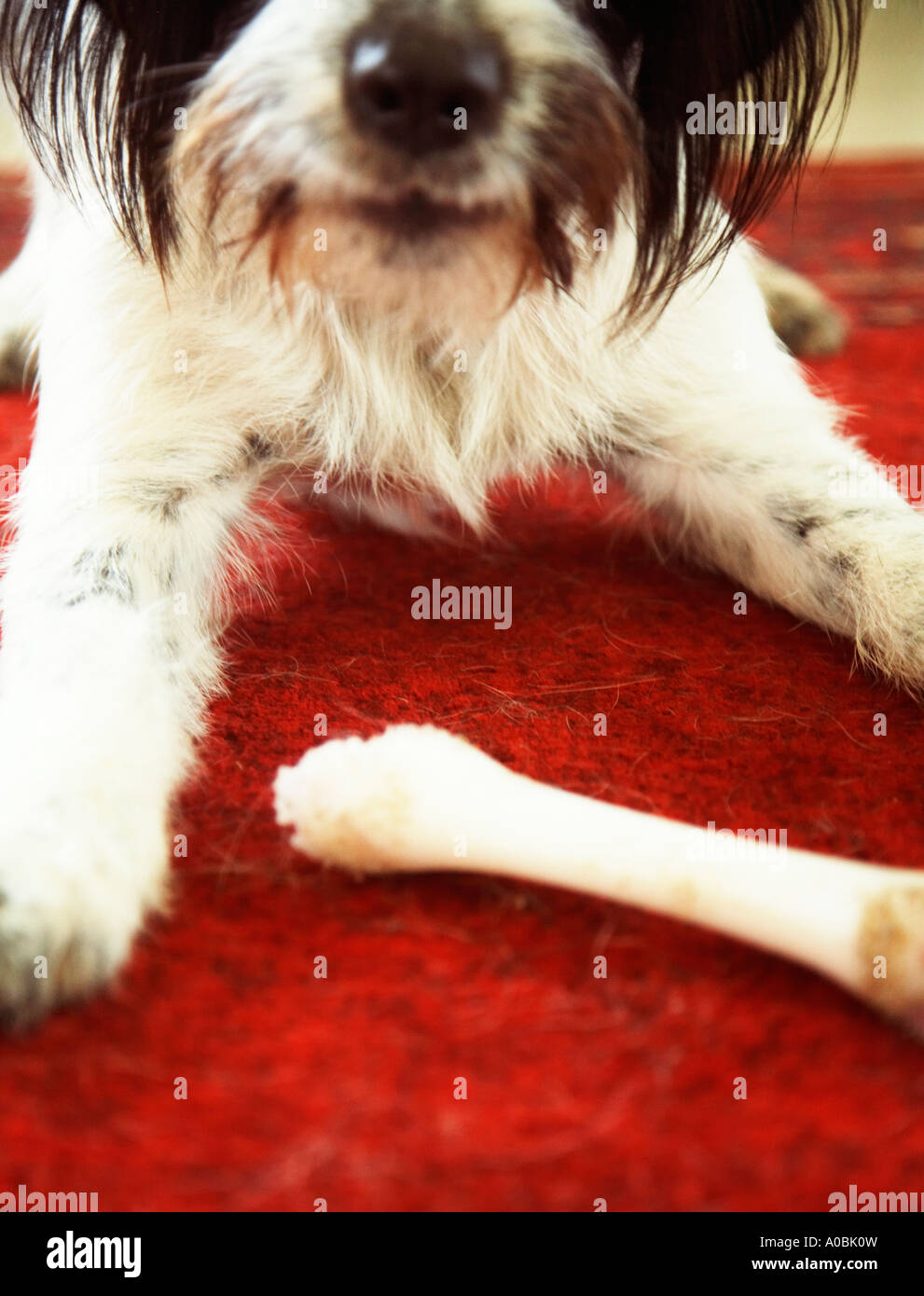 scruffy looking dog and his bone Stock Photo - Alamy