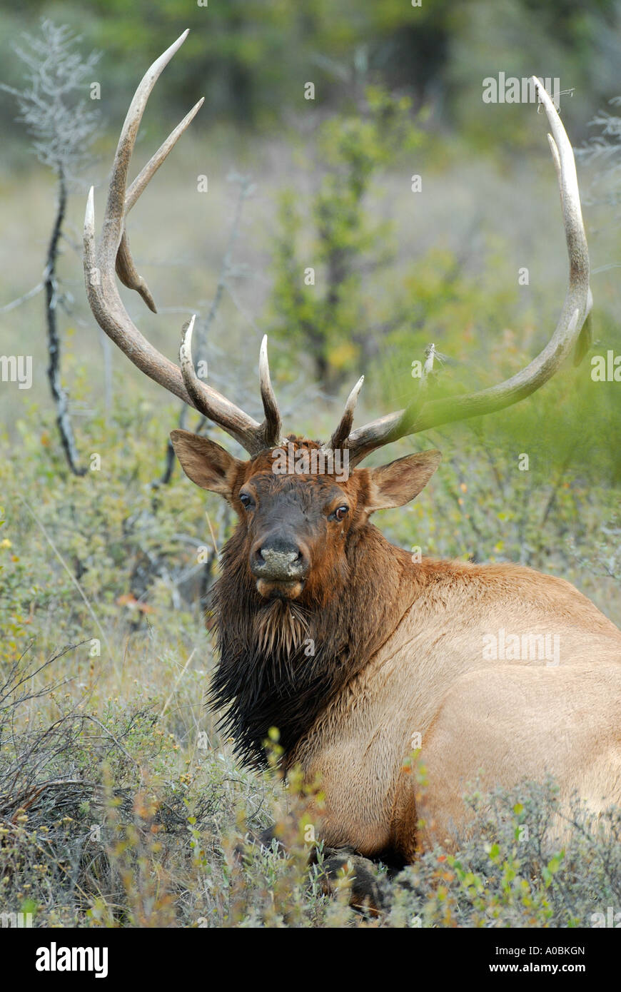Bull elk laying down hi-res stock photography and images - Alamy