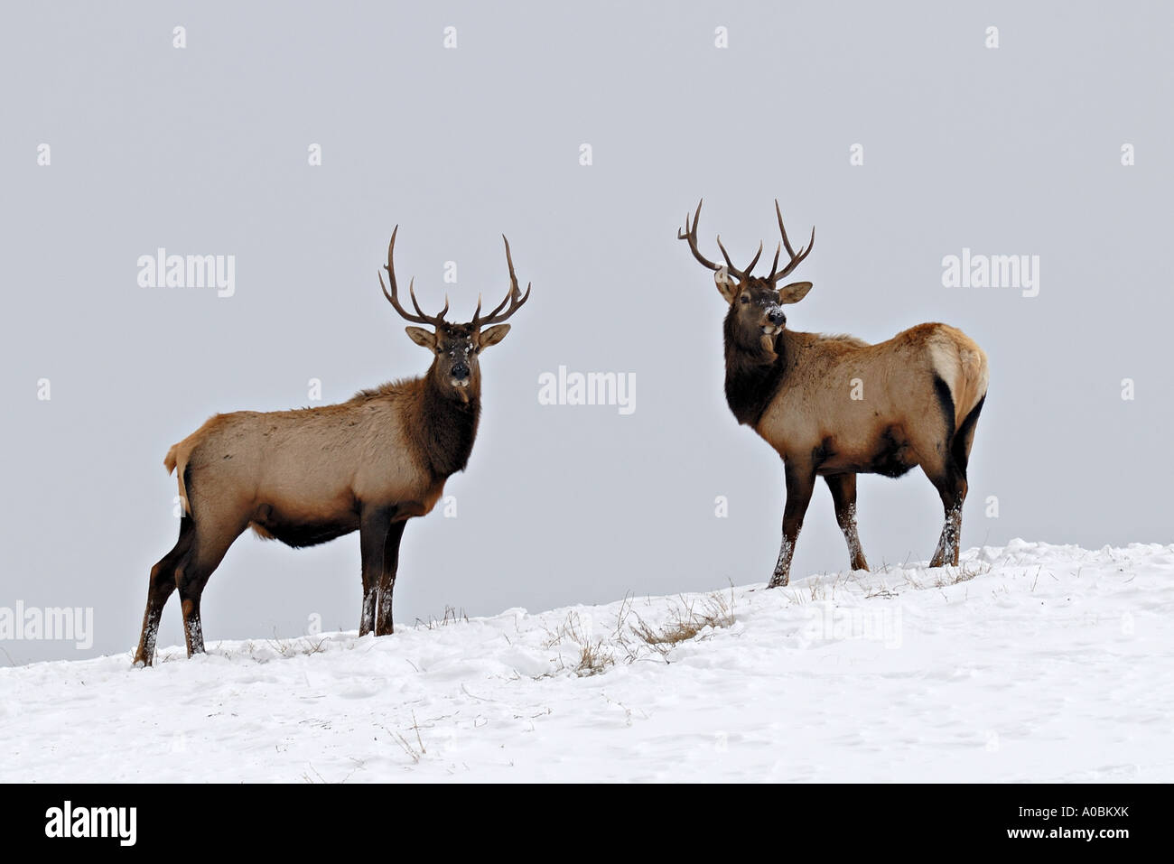 Two Bull Elk standing on a hill Stock Photo - Alamy