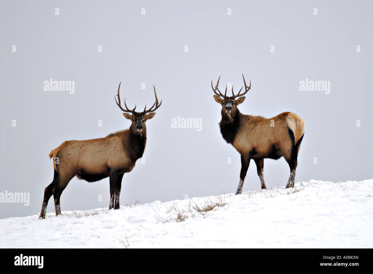 Two Bull Elk on a ridge Stock Photo - Alamy