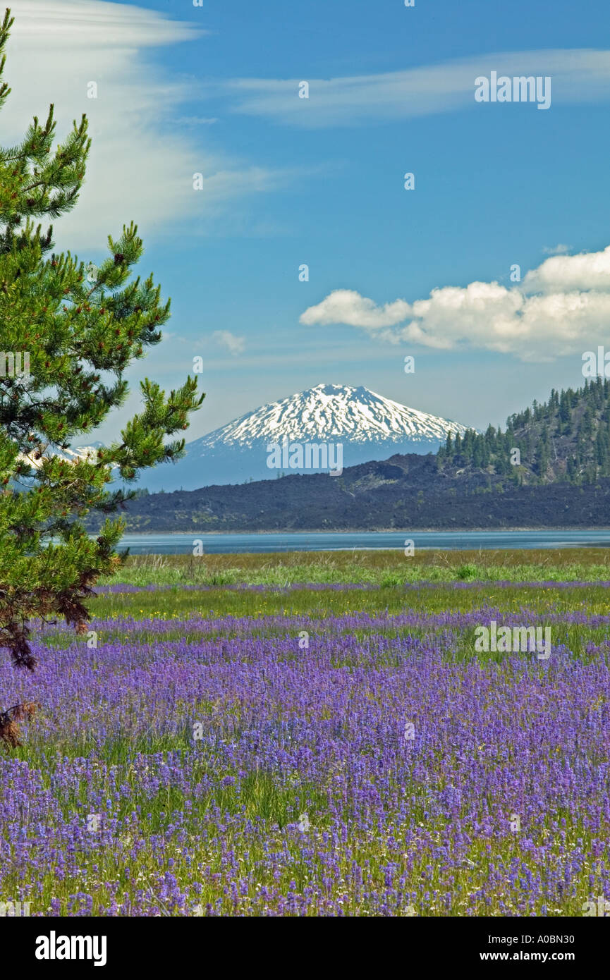 Rydberg s Penstemon Penstomon rydbergii and Mt Bachelor at Davis Lake ...
