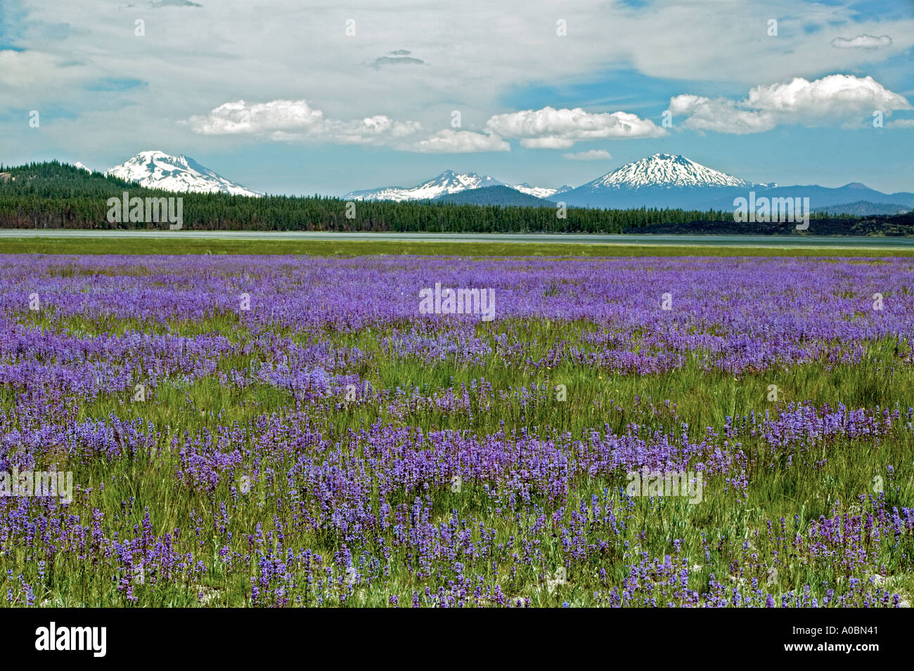 Rydberg s Penstemon Penstomon rydbergii and Cascade mountains on ...