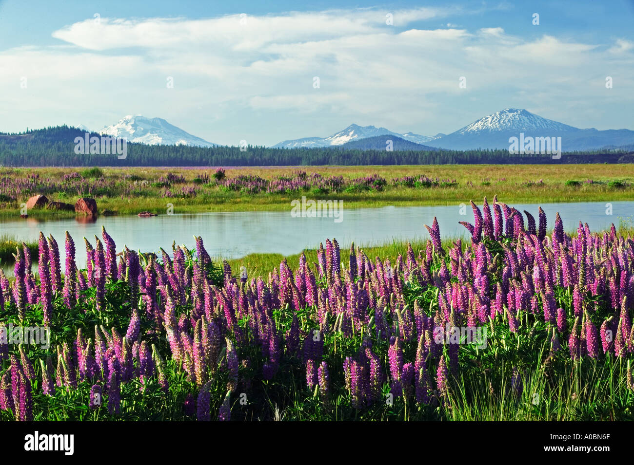 Lupines and Cascade mountains on Century Drive Middle South Sister ...