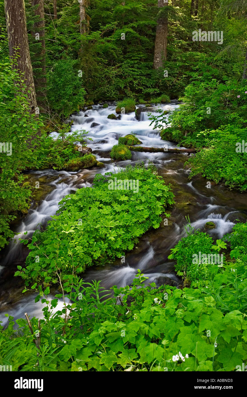 The roaring hi-res stock photography and images - Alamy