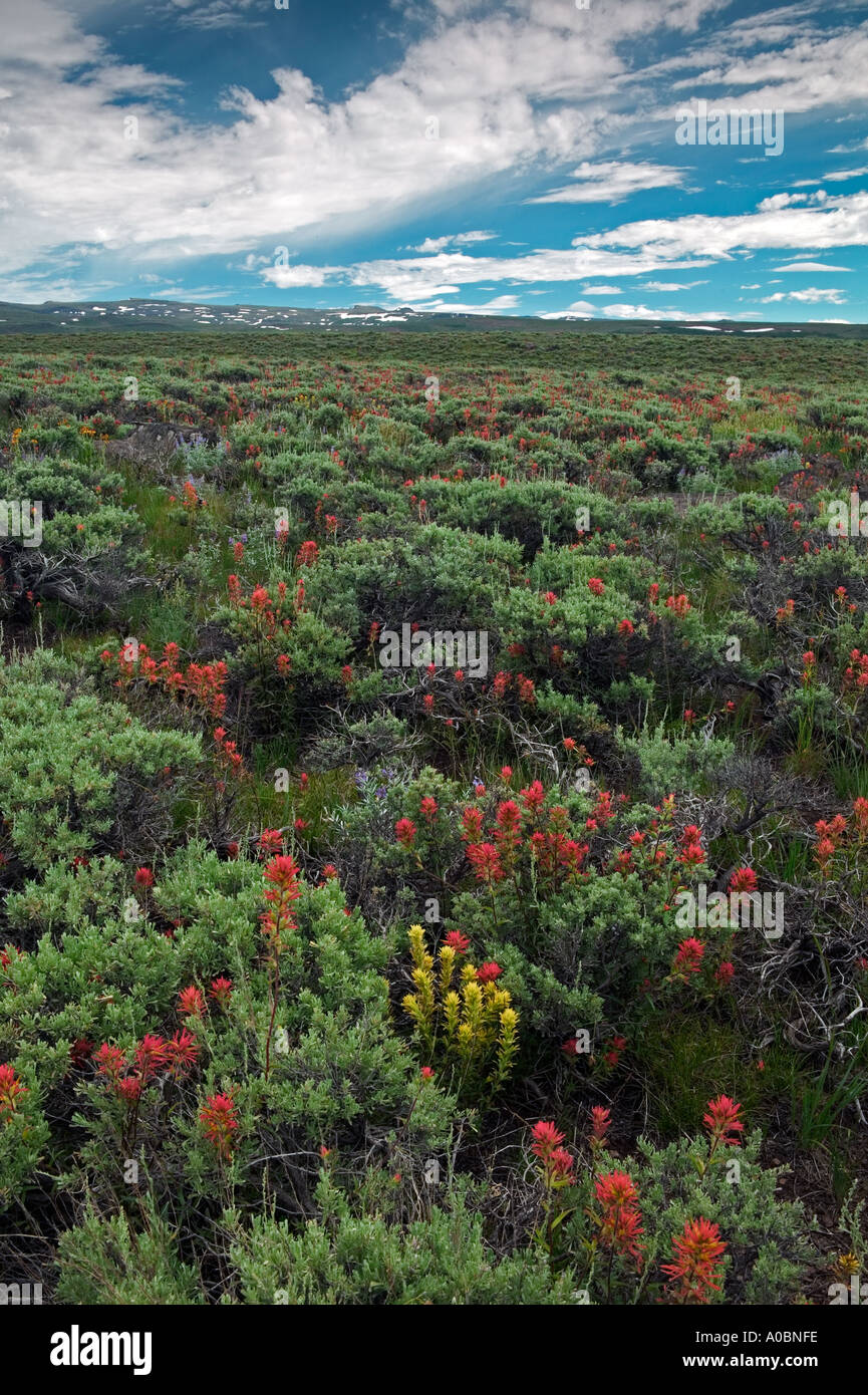 Indian Paintbrush wildflowers and sagebrush at Steens Mountain Oregon ...
