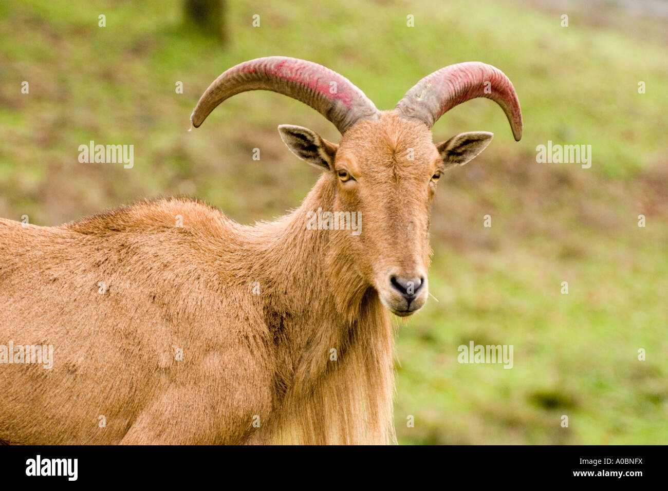 Red Horned Sheep Stock Photo - Alamy
