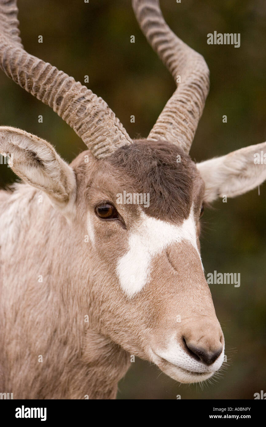 Addax antelope hi-res stock photography and images - Alamy