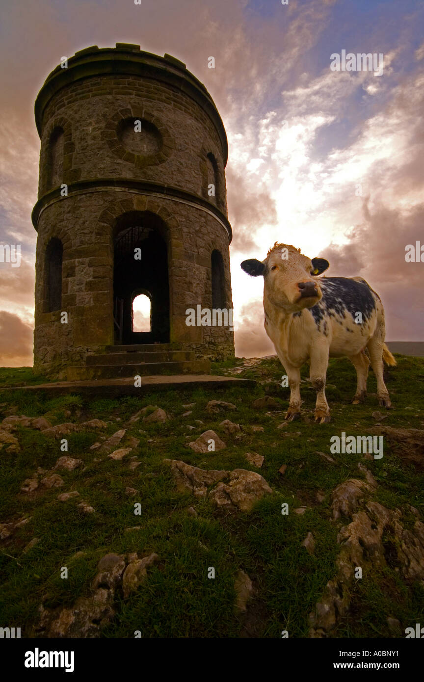 Cow at Solomons Temple Buxton Derbyshire UK Stock Photo - Alamy