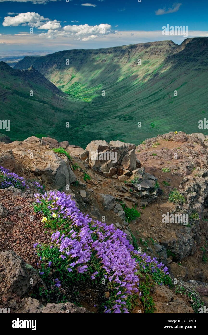 Cliff Penstemon Penstemon rupicola and Keiger Gorge at Steens Mountain ...