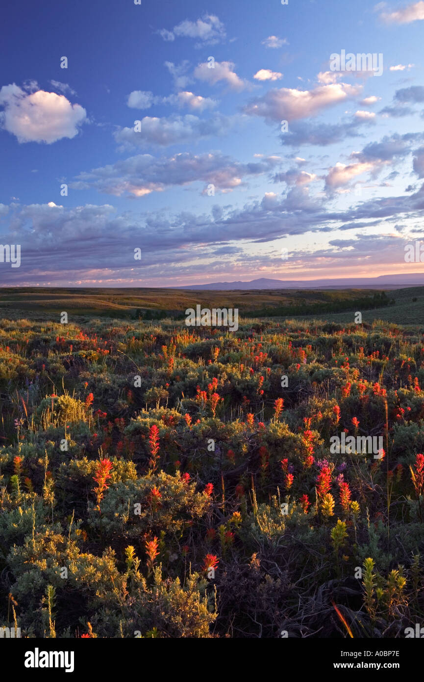 Wildflowers sunrise sagebrush hi-res stock photography and images - Alamy