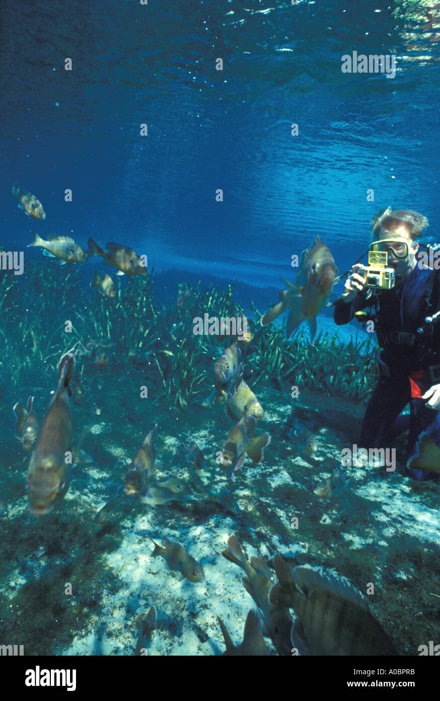 Underwater photographer springs hi-res stock photography and images - Alamy