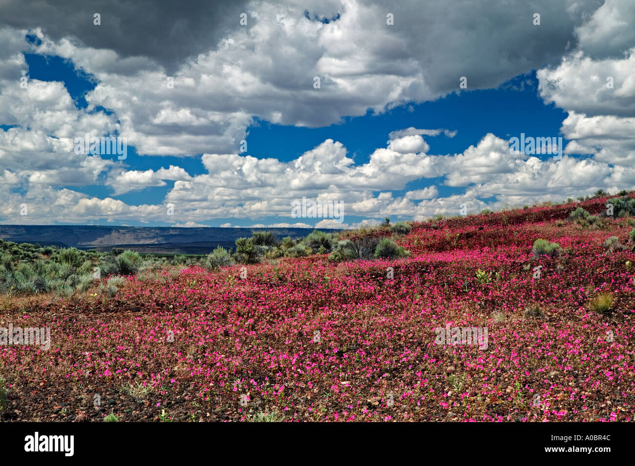 Mimulus flowers hi-res stock photography and images - Alamy