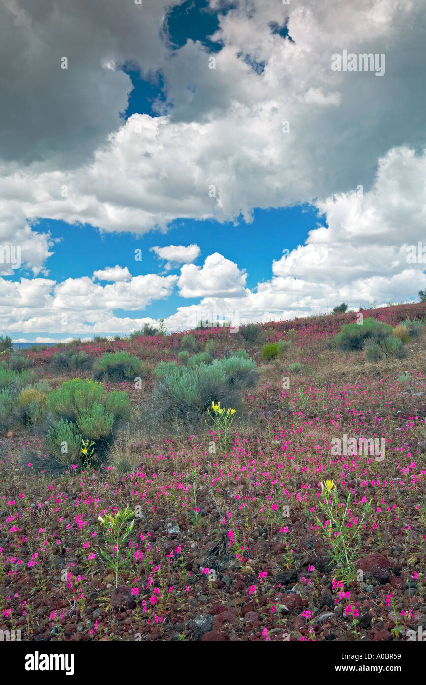 Dwarf monkey flower hi-res stock photography and images - Alamy