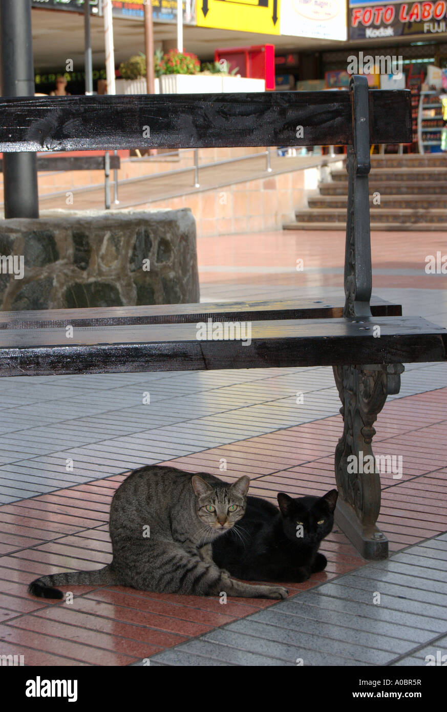Two cats lying under a bench in the shade cooling off Captured on a ...