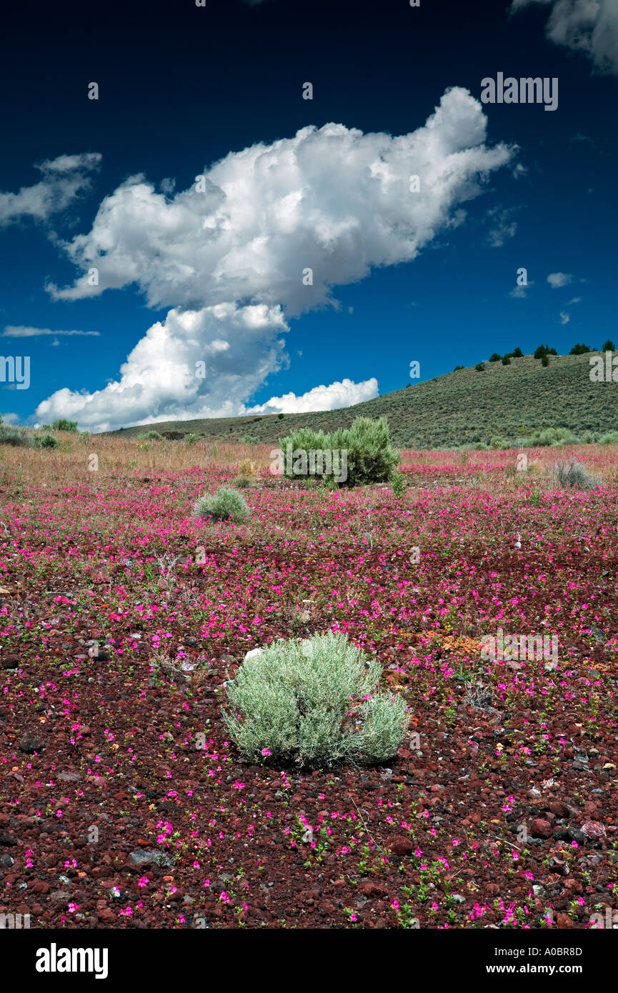 Dwarf monkey flower hi-res stock photography and images - Alamy