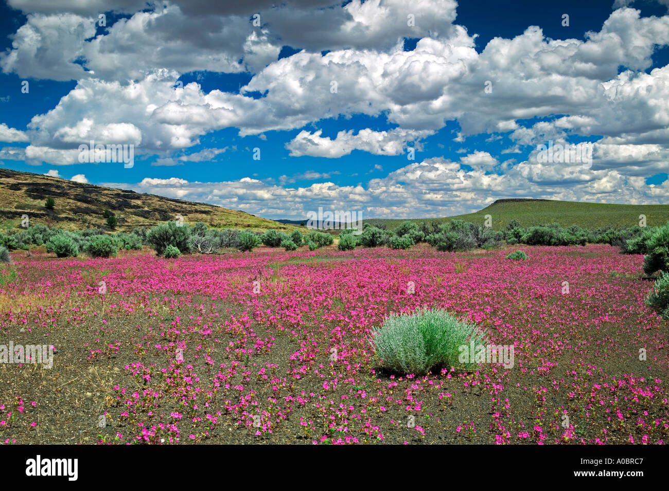 Dwarf monkey flower hi-res stock photography and images - Alamy