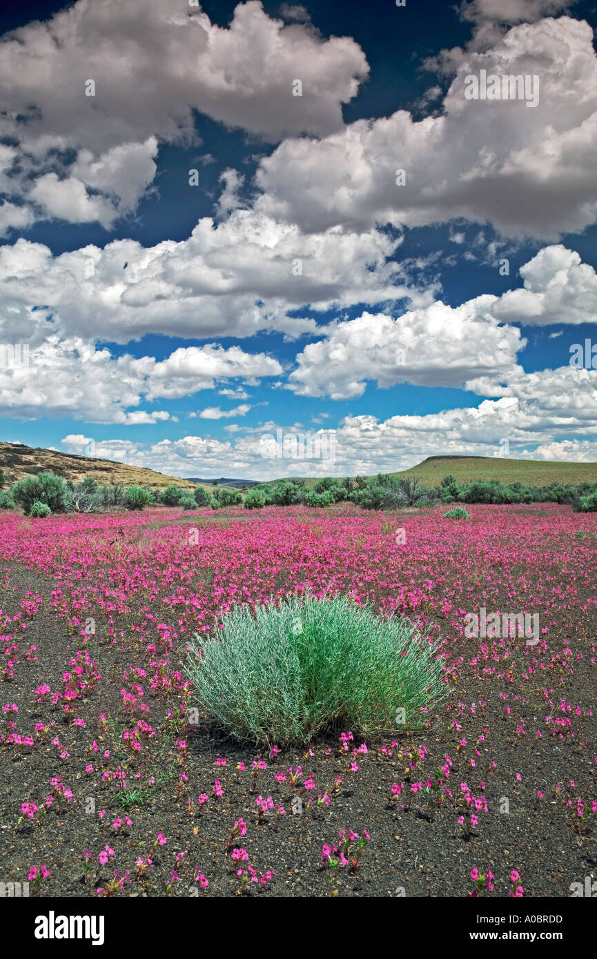 Dwarf Monkey Flowers Mimulus nanus at Diamond Crates Oregon Stock Photo ...