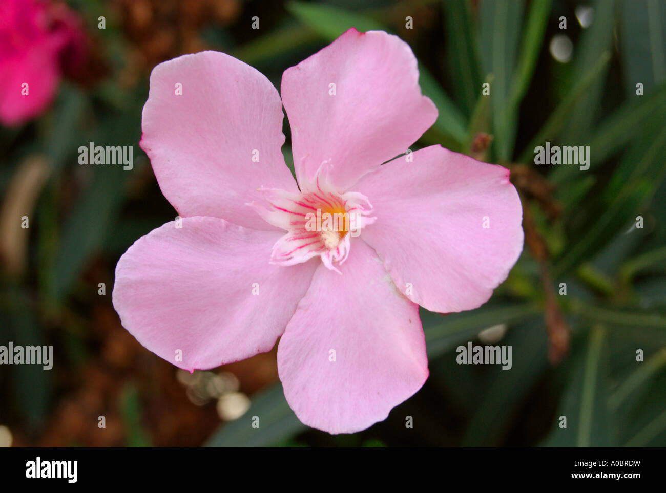 Nerium Oleander Oleander Flower Family Apocynaceae Oleander Nerium