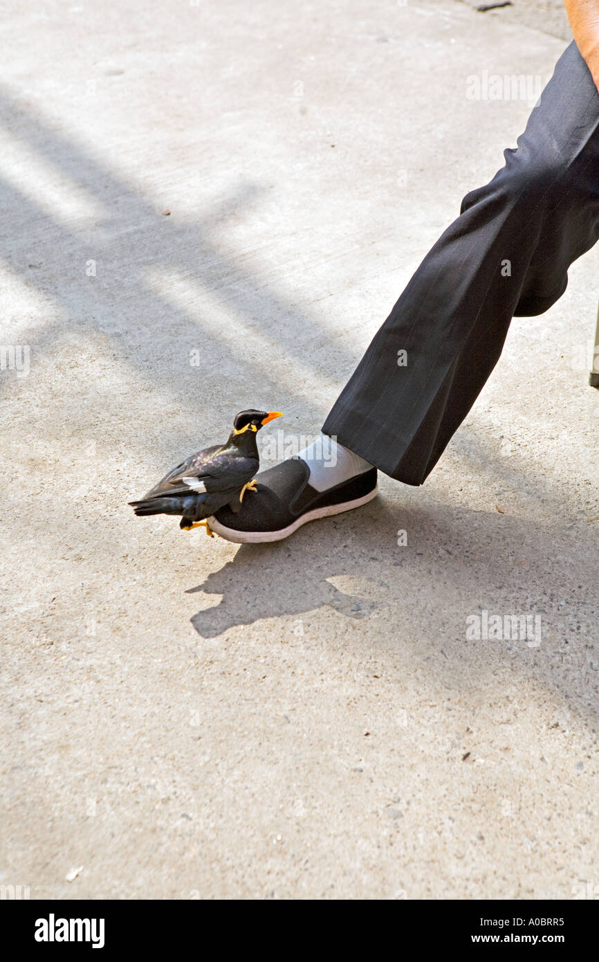 CHINA SHANGHAI Chinese man trains his pet mynah bird on a sidewalk in ...