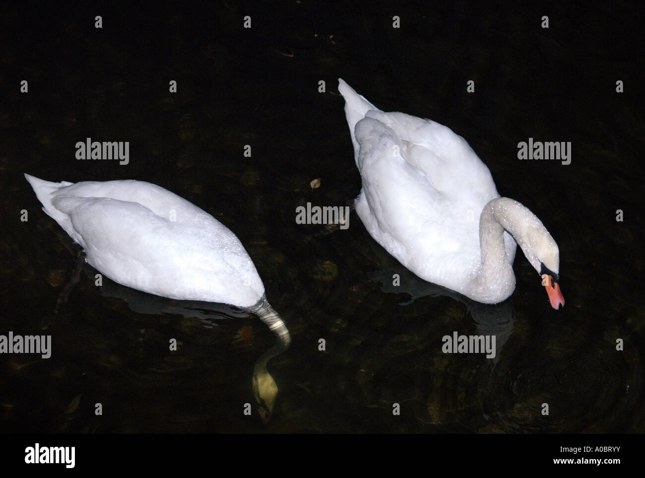 Two Swans on a river in the early morning in Oslo Norway Captured ...