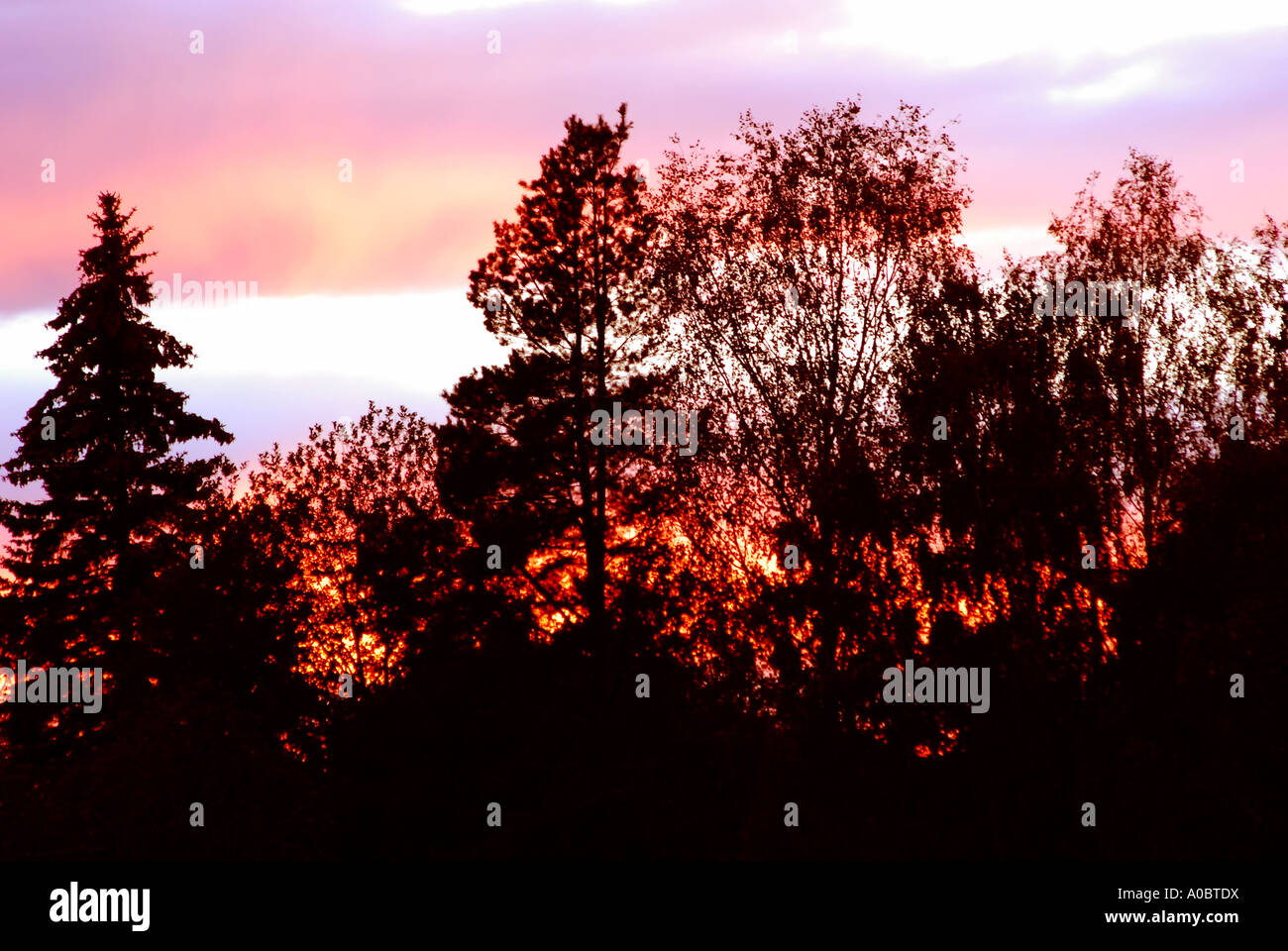 Night forest treeline hi-res stock photography and images - Alamy