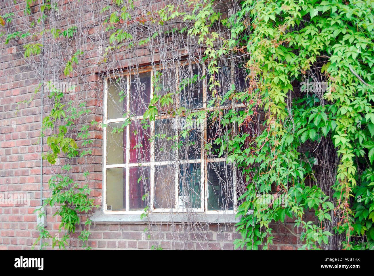 A window on a brick stone building in Norway covered with vegetation ...