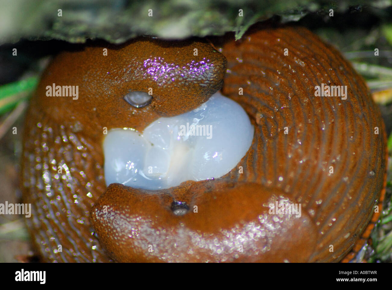 Parenting displayed by the spanish slug snails as they team up and ...
