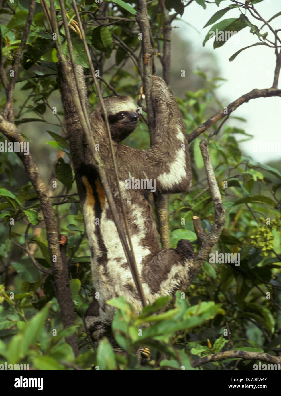 Rio Negro - Amazonas - Brazil Three-toed Sloth camouflaged in the trees ...