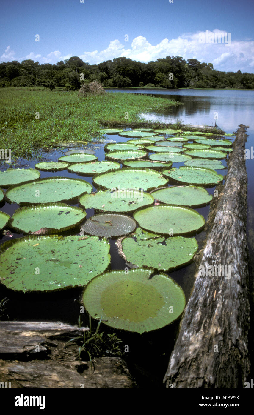 Lago Janauari - Amazonas - Brazil Vitoria Regia Water lillies Stock ...