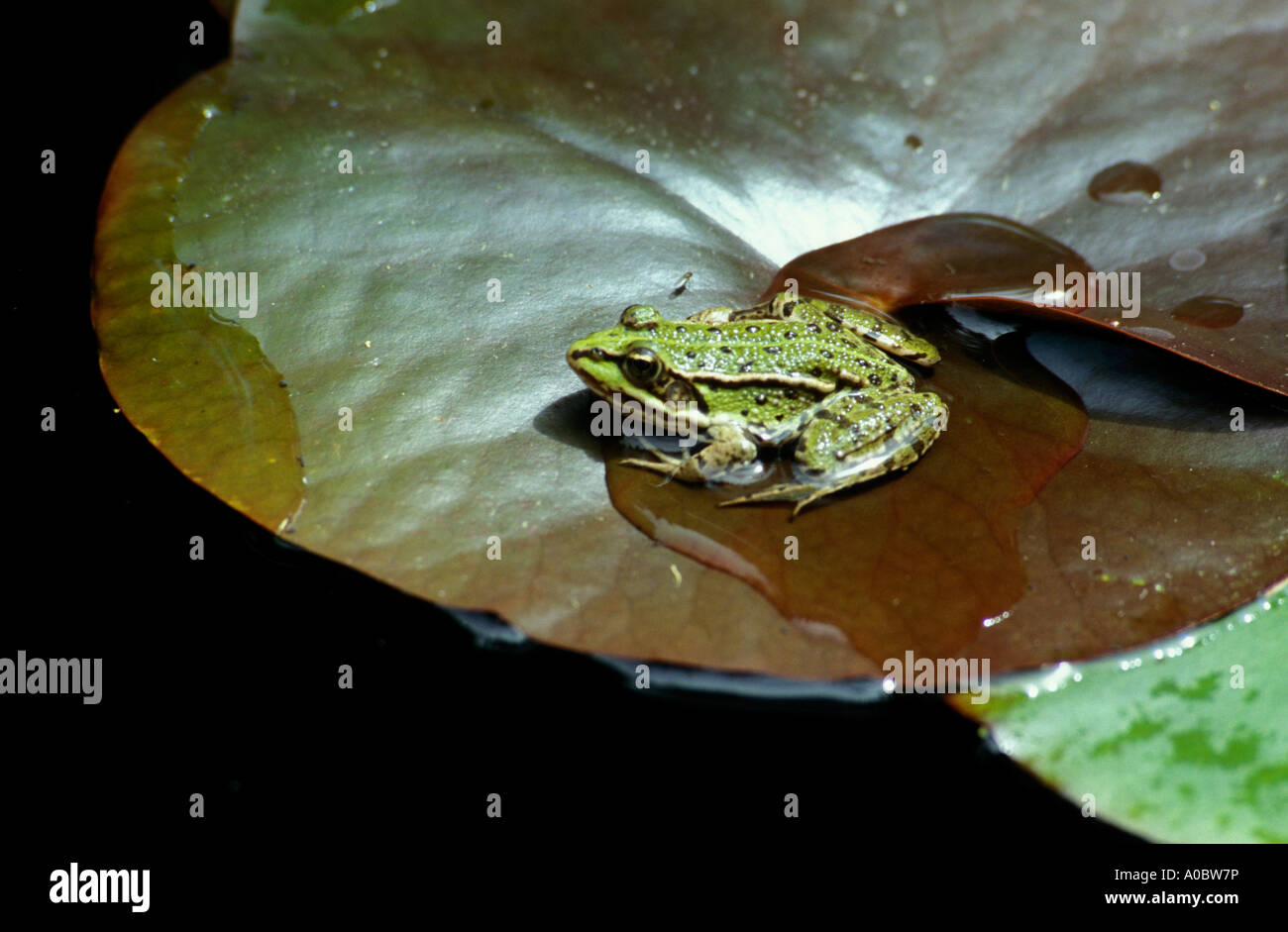Frog On Lilly Pad High Resolution Stock Photography and Images - Alamy
