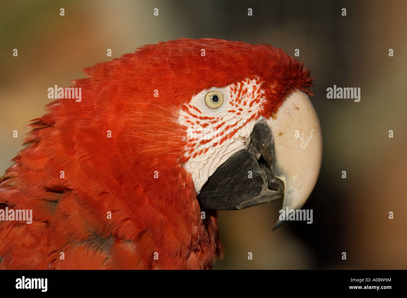 Ara macao birds hi-res stock photography and images - Alamy