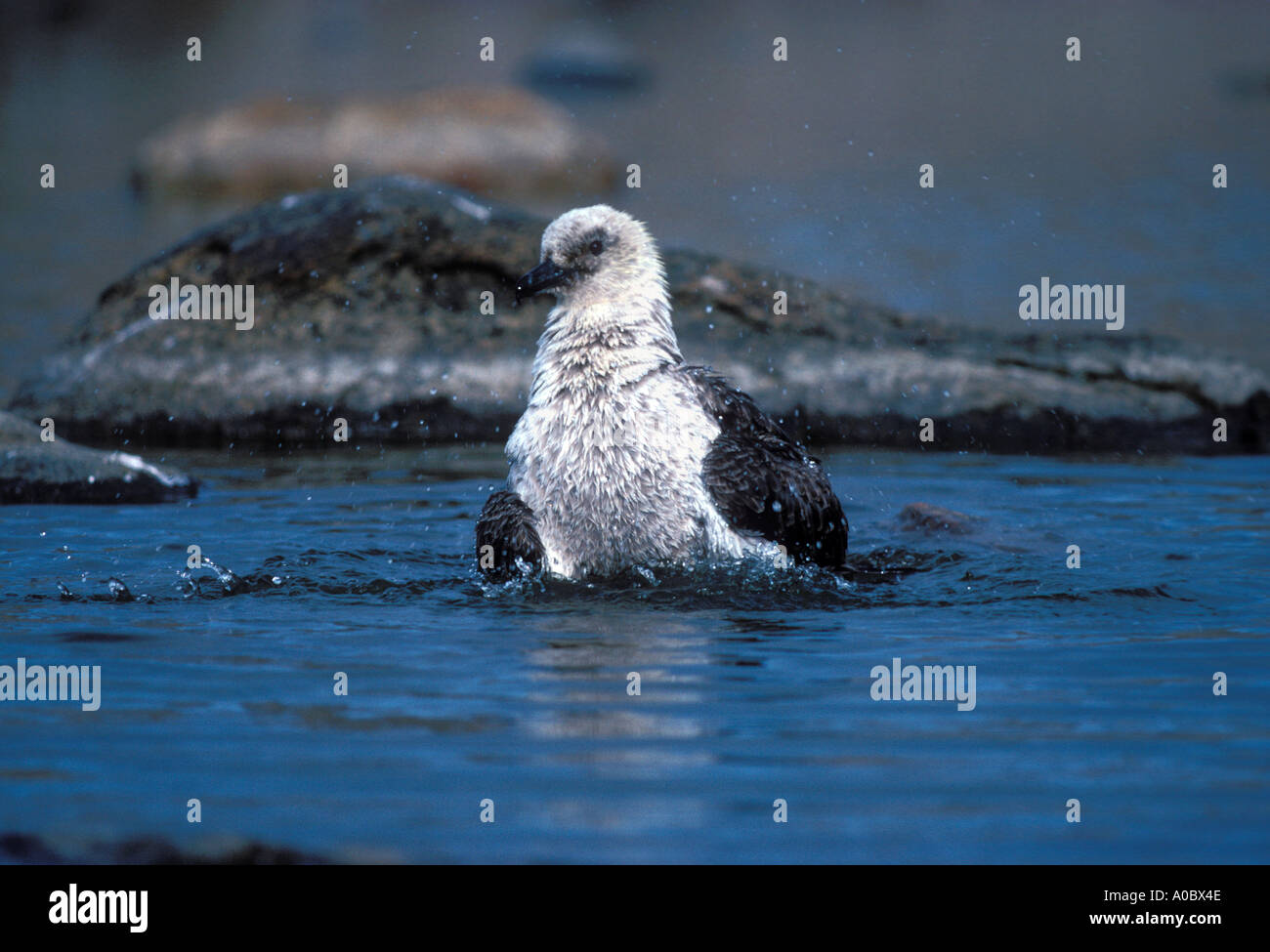SOUTH POLAR SKUA Catharacta maccormicki Adult bathing Hop Island Rauer ...