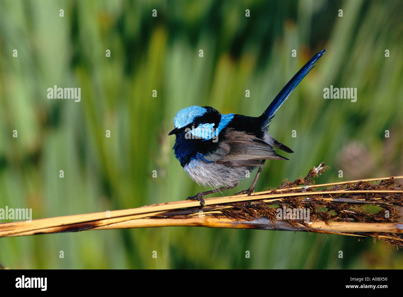Superb Fairy Wren Malurus cyaneus Male breeding plumage south east ...