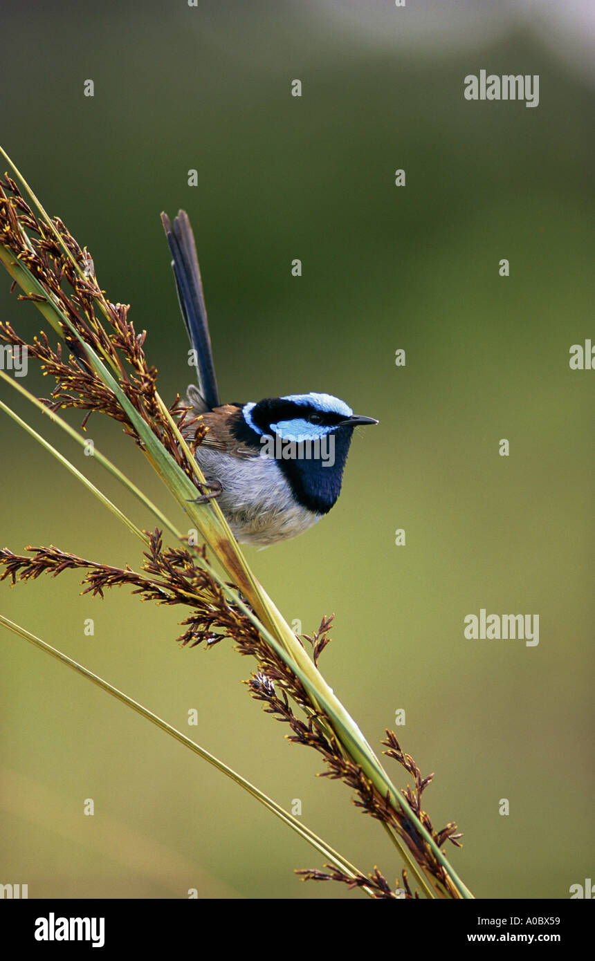 SUPERB FAIRY WREN Malurus cyaneus Male breeding plumage south east ...