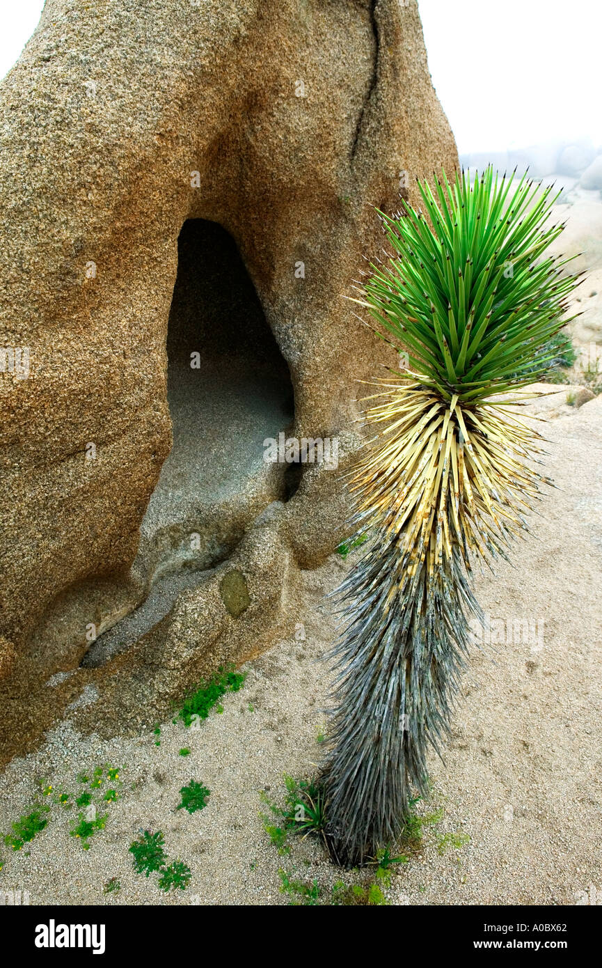Joshua tree and cave Joshua Tree National Park California Stock Photo ...