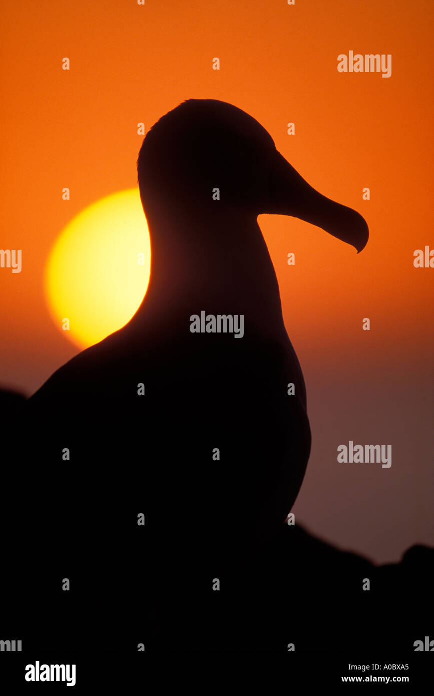 Diomedeidae wildlife bird seabird breeding pelagic australia australian ...