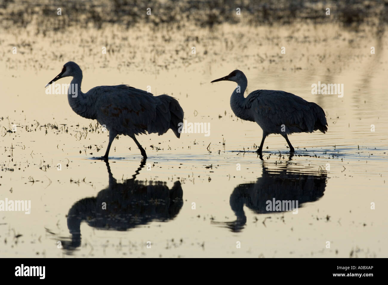 Grues silhouette hi-res stock photography and images - Alamy