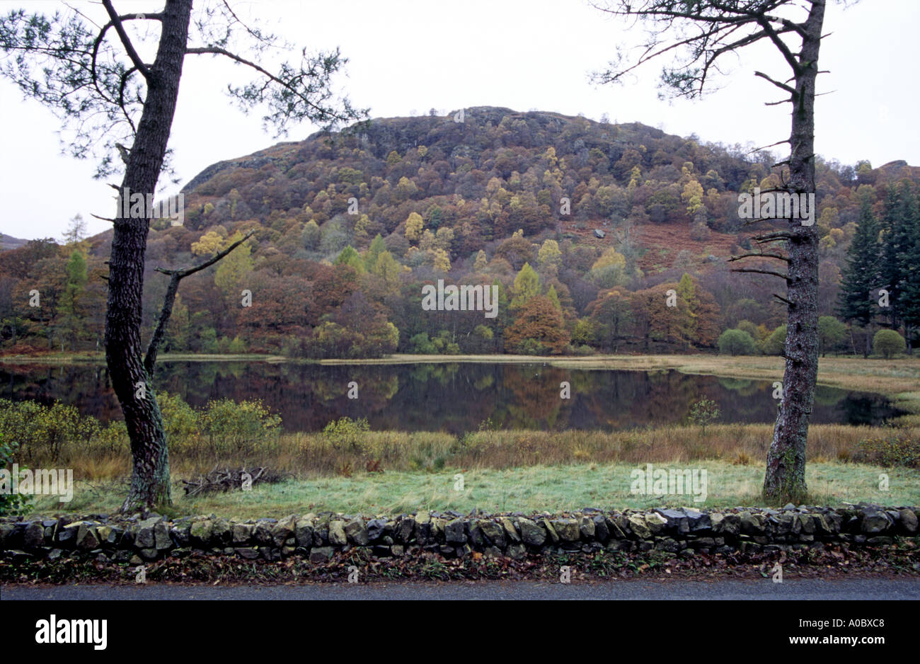 Yew Tree Tarn Between Two Trees Stock Photo - Alamy