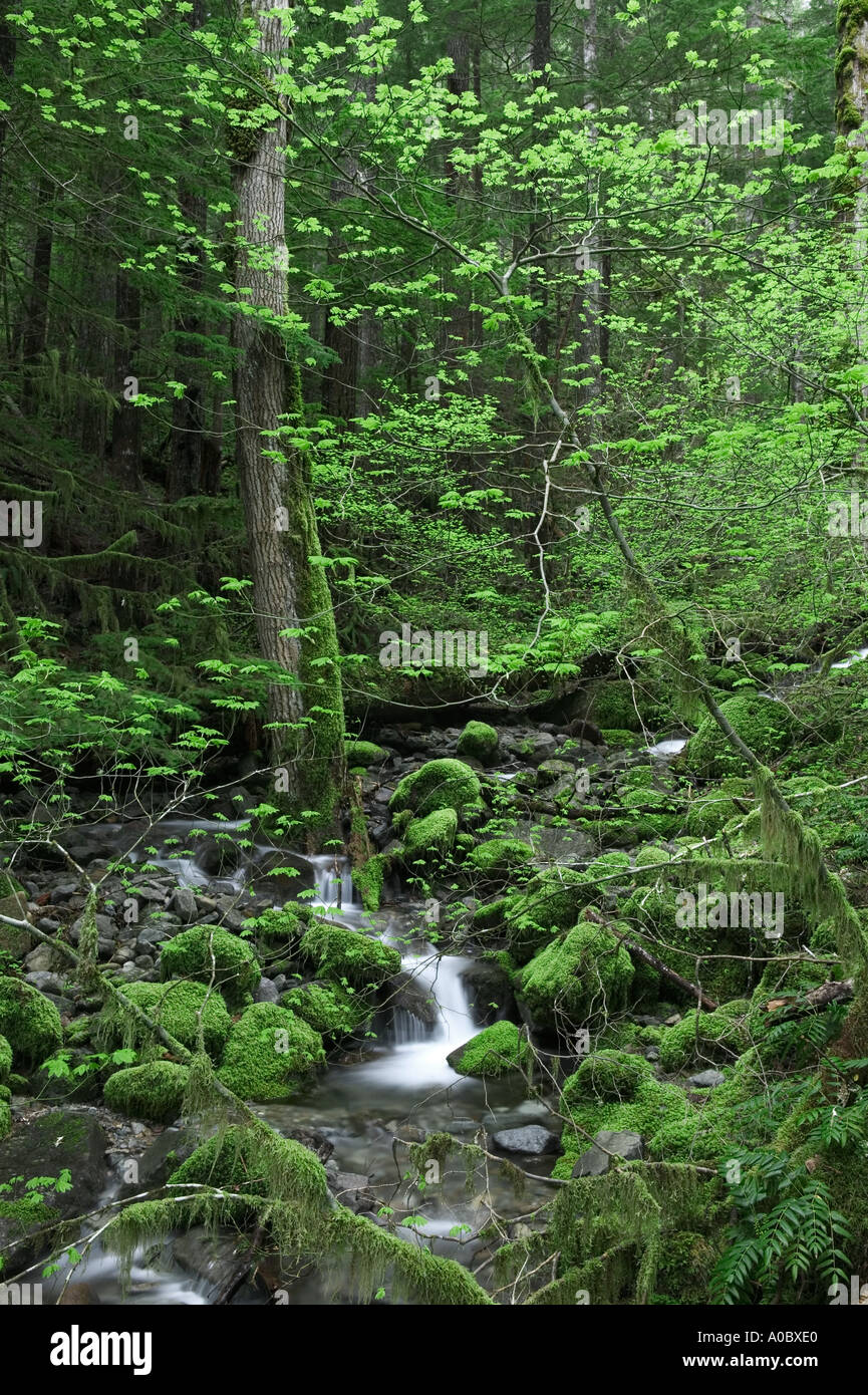 Small stream with early spring growth on vine maple trees Willamette ...