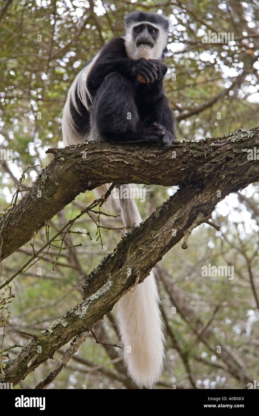 Monkey Kenya Africa Black and White Colobus Stock Photo - Alamy