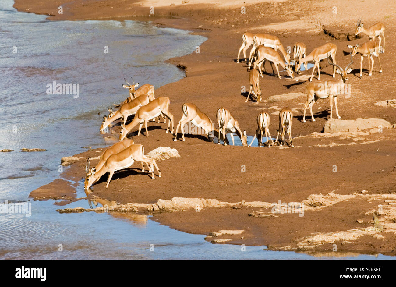 Impala Cautiously Drink from a River Kenya Africa Stock Photo - Alamy