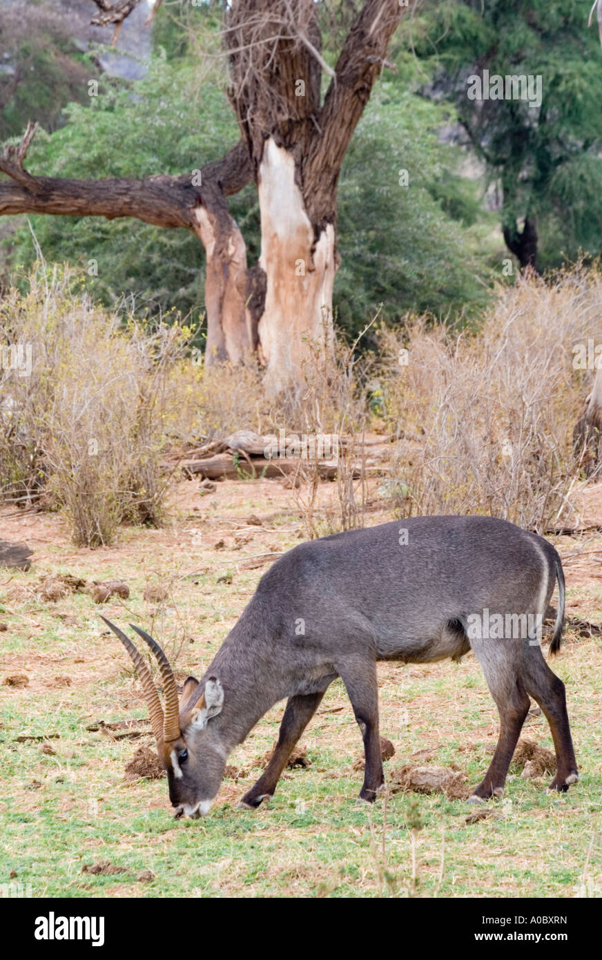 One waterbuck grazing hi-res stock photography and images - Alamy