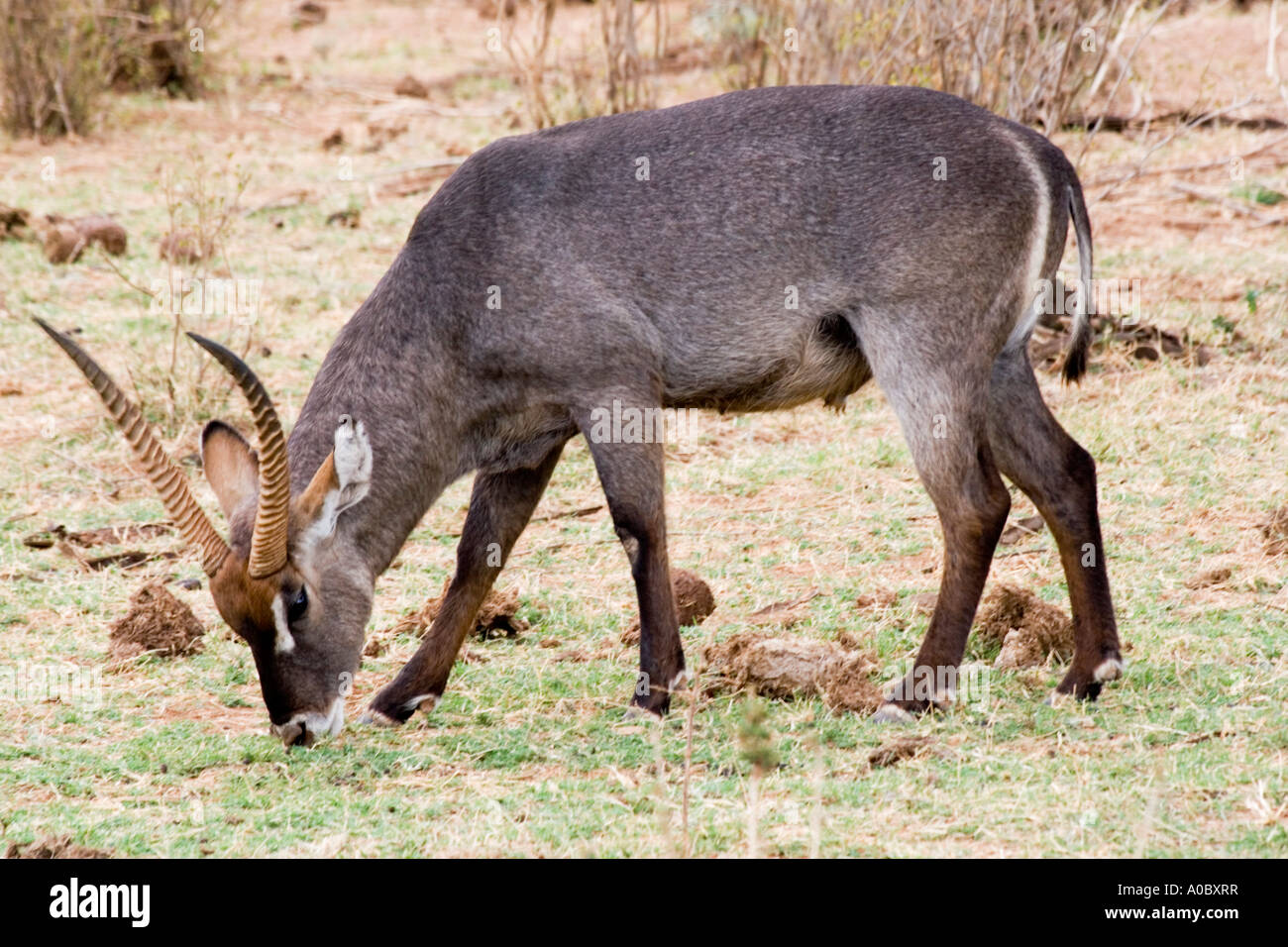 One waterbuck grazing hi-res stock photography and images - Alamy