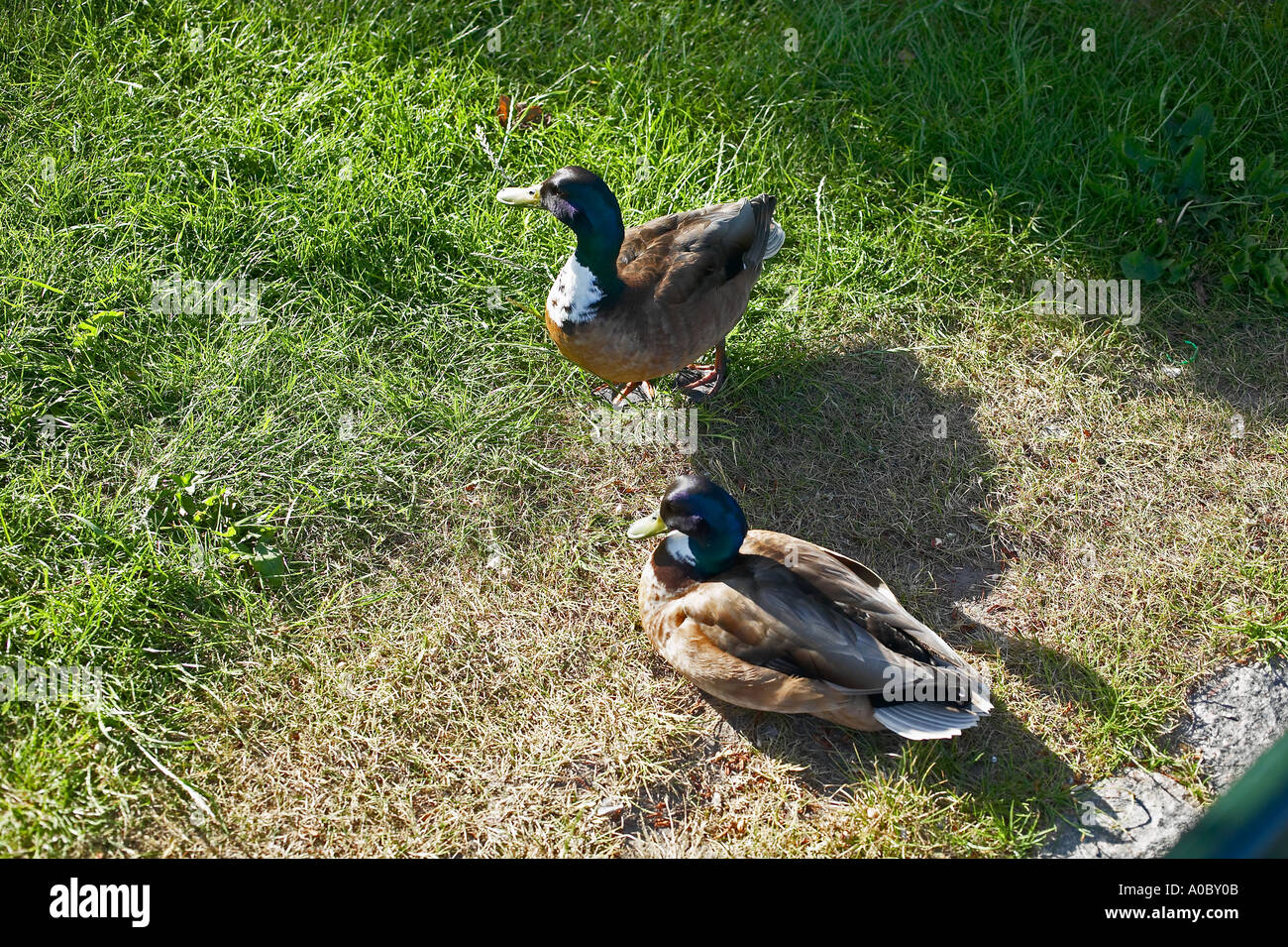Two ducks hi-res stock photography and images - Alamy