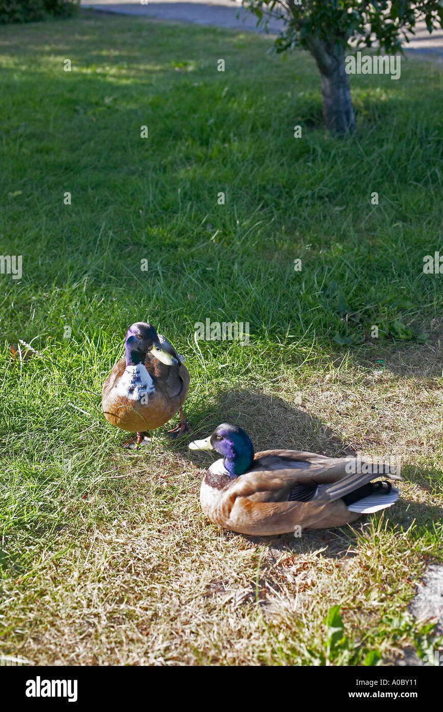 Two ducks hi-res stock photography and images - Alamy