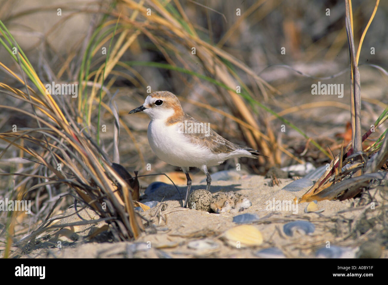 Red capped plover australia hi-res stock photography and images - Alamy